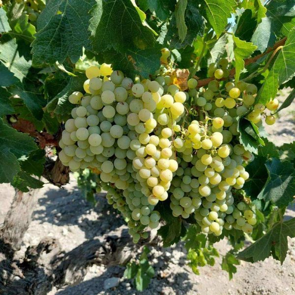 Proyecto Lacus Ligustinus | Arqueogastronomía